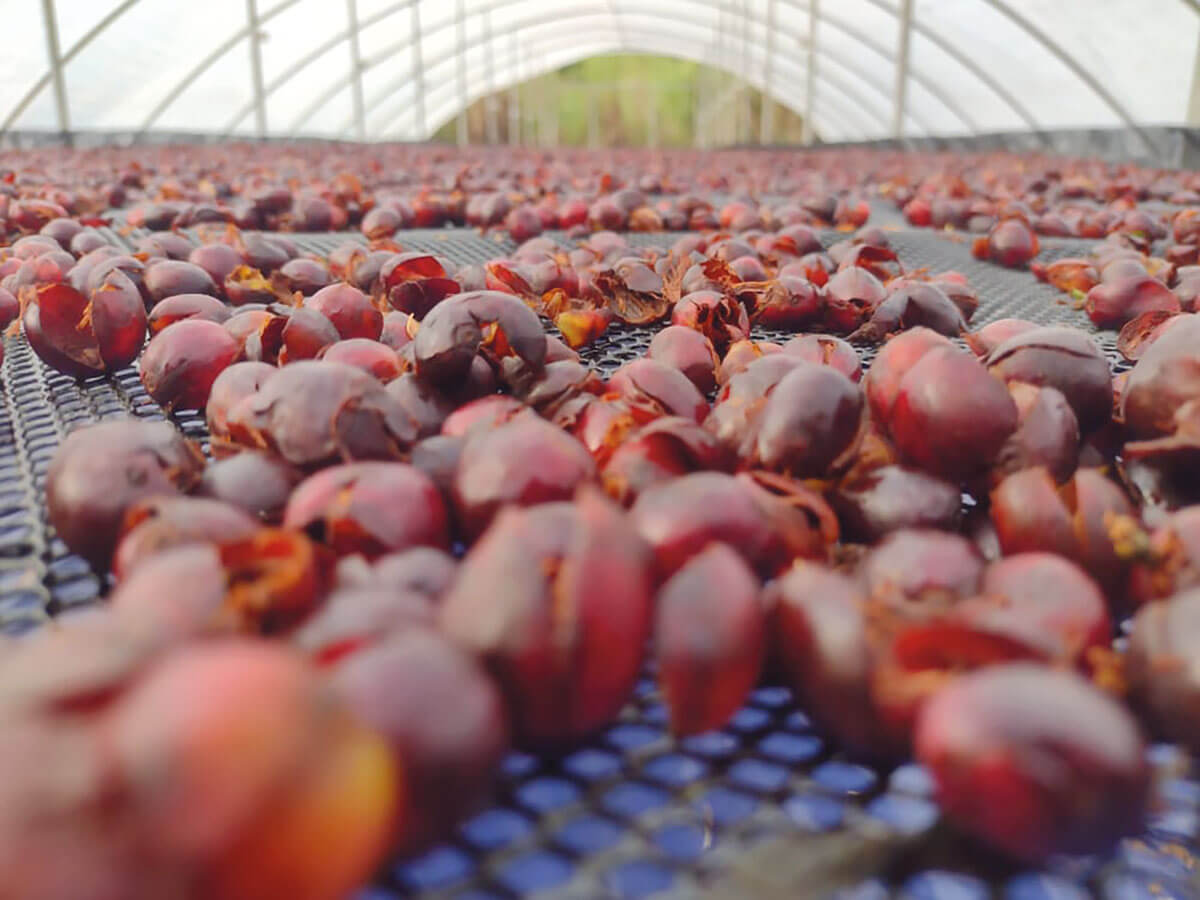 Cascara: Ein Tee krempelt die Kaffeeszene um - Kaffeelust